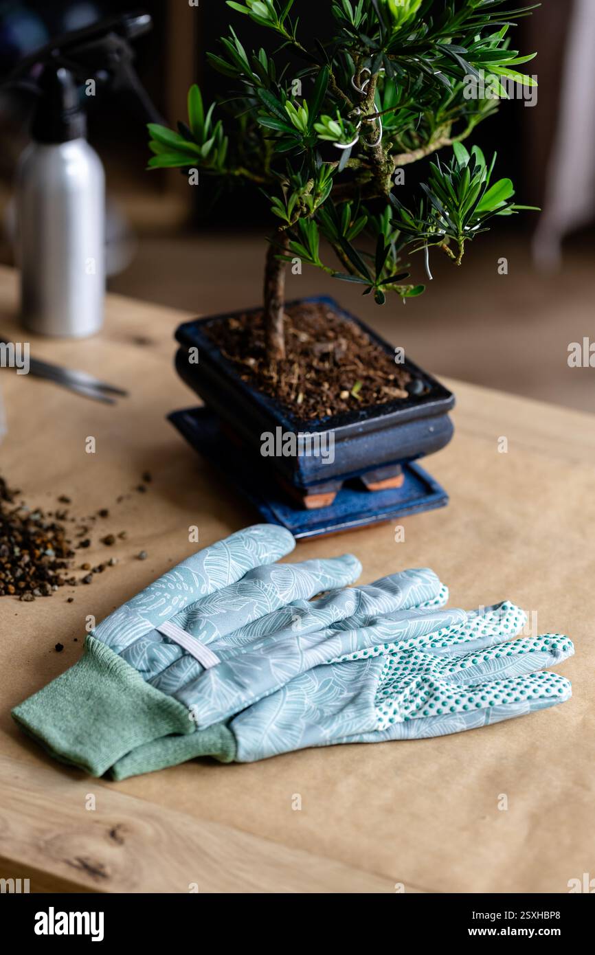 podocarpus bonsai tree, houseplant care, bonsai fertilizer, bonsai tree ...