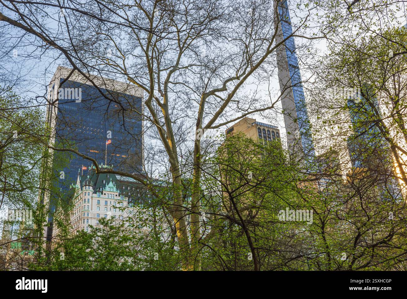 Green trees in Central Park Manhattan during spring with modern ...