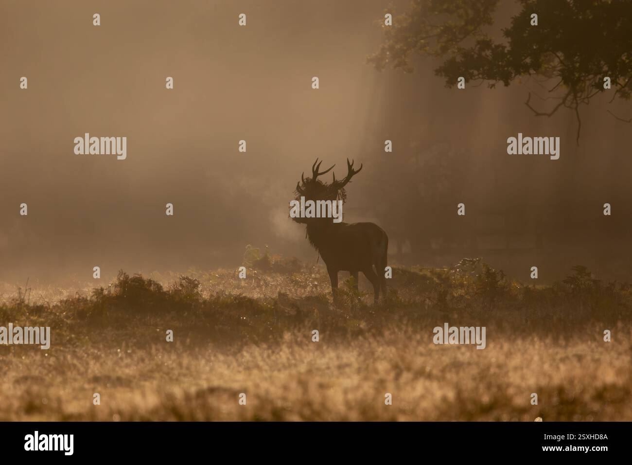 stag in mist, red deer Stock Photo - Alamy