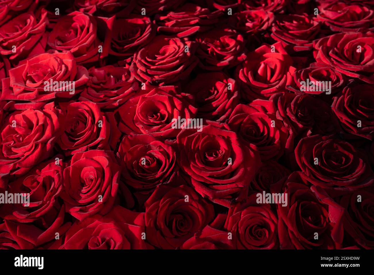 A vibrant arrangement of red roses fills the space, showcasing various ...