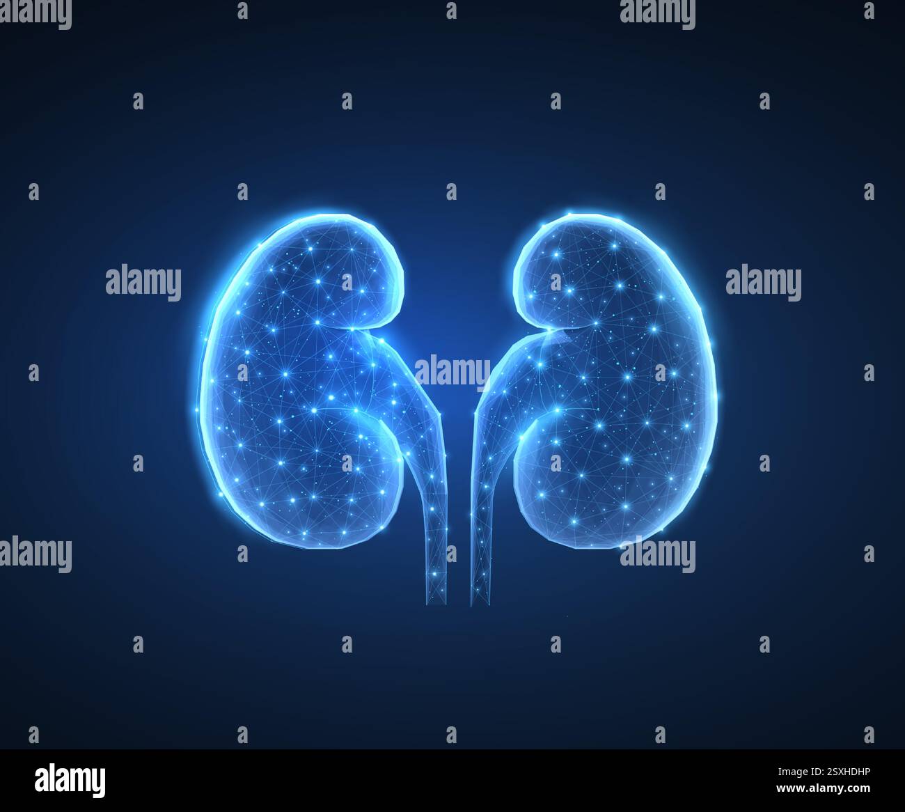Kidney. Urological health, organ donation, medical technology, human ...