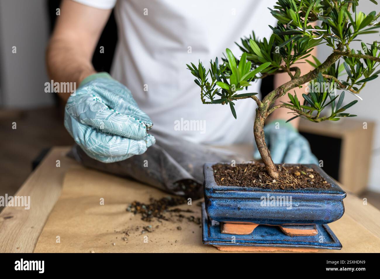 man adding granular organic fertilizer to bonsai pot, gardener ...