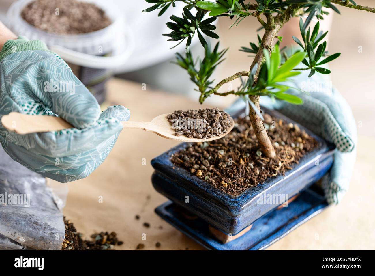 man adding granular organic fertilizer to bonsai pot, gardener ...