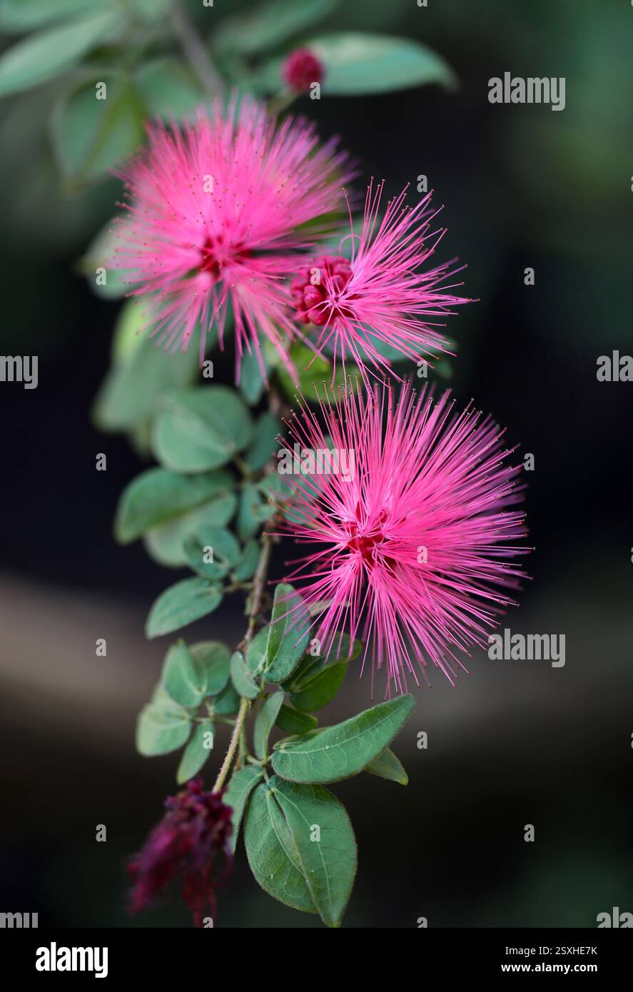 Calliandra tergemina var emarginata hi-res stock photography and images ...