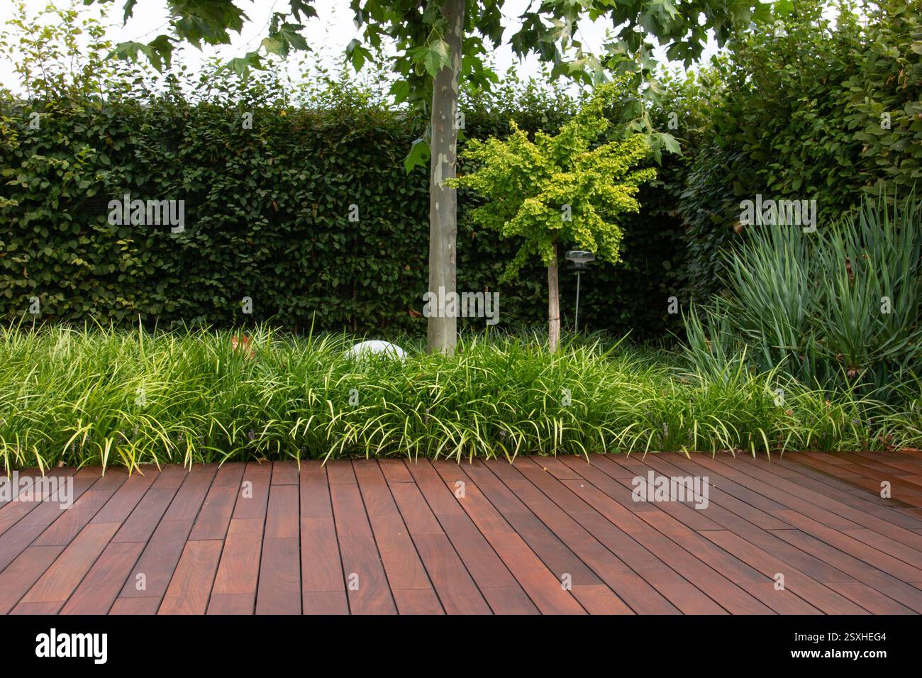 Wooden deck surrounded with greenery, trees and evergreen living ...