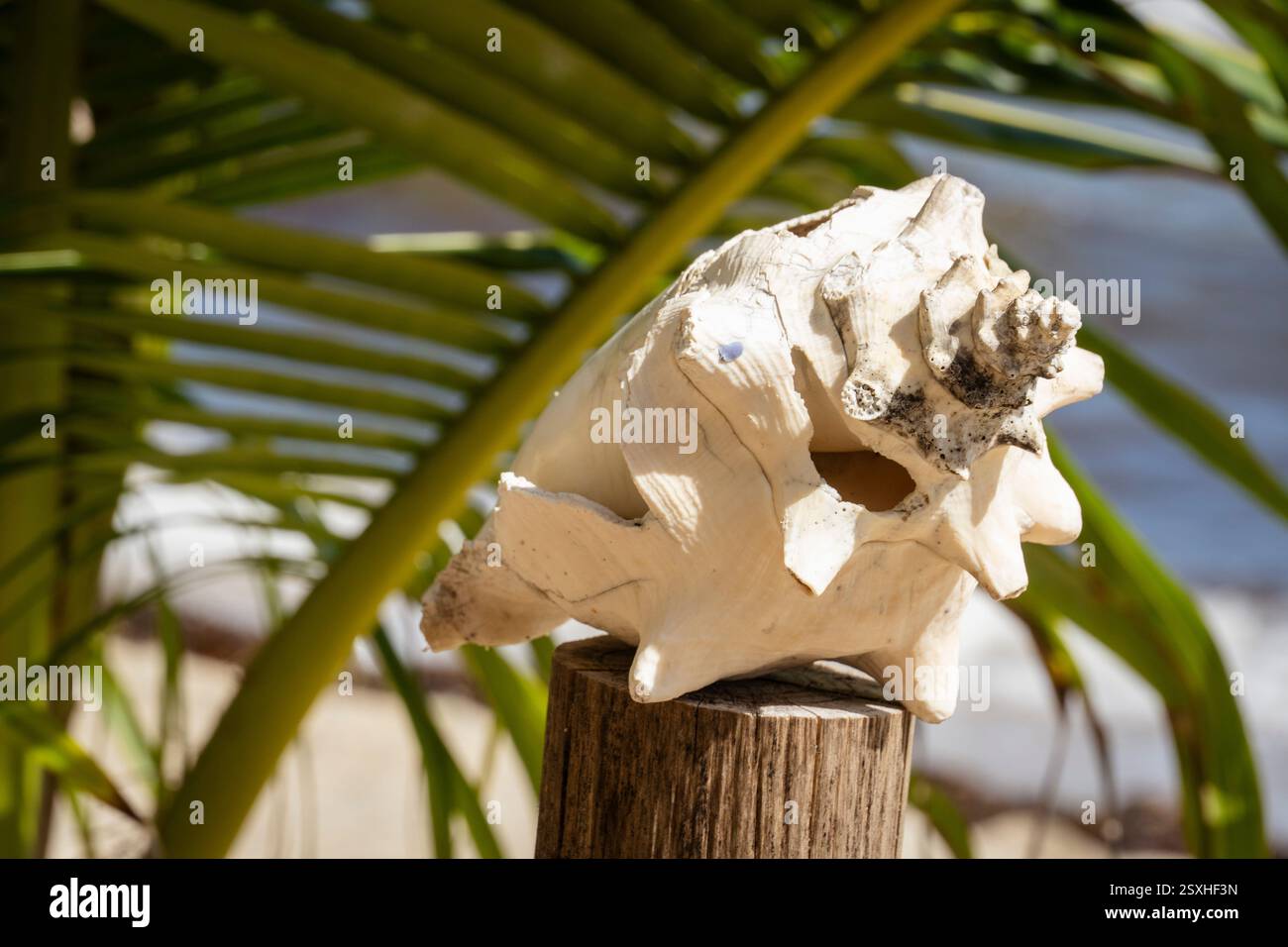 Conch shell on a wooden post at the beach in Hopkins, Belize Stock ...