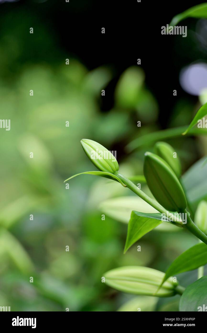 A beautiful Thunberg Lily bud with a vibrant green color and elegant ...