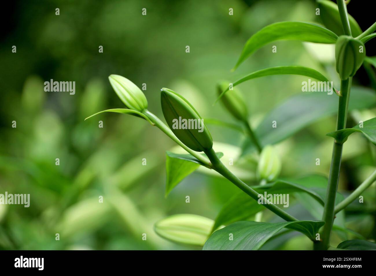 A beautiful Thunberg Lily bud with a vibrant green color and elegant ...