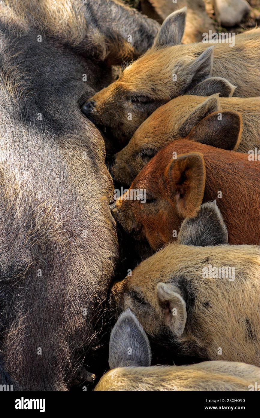 Unweaned wild boar piglets feeding from sow at Bowland Wild Boar Park ...