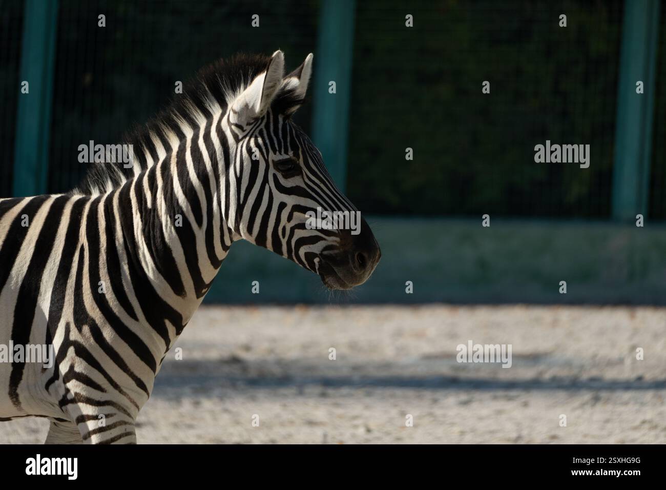 Zebra Zoo Enclosure Daytime: Captive plains zebra profile view at zoo ...