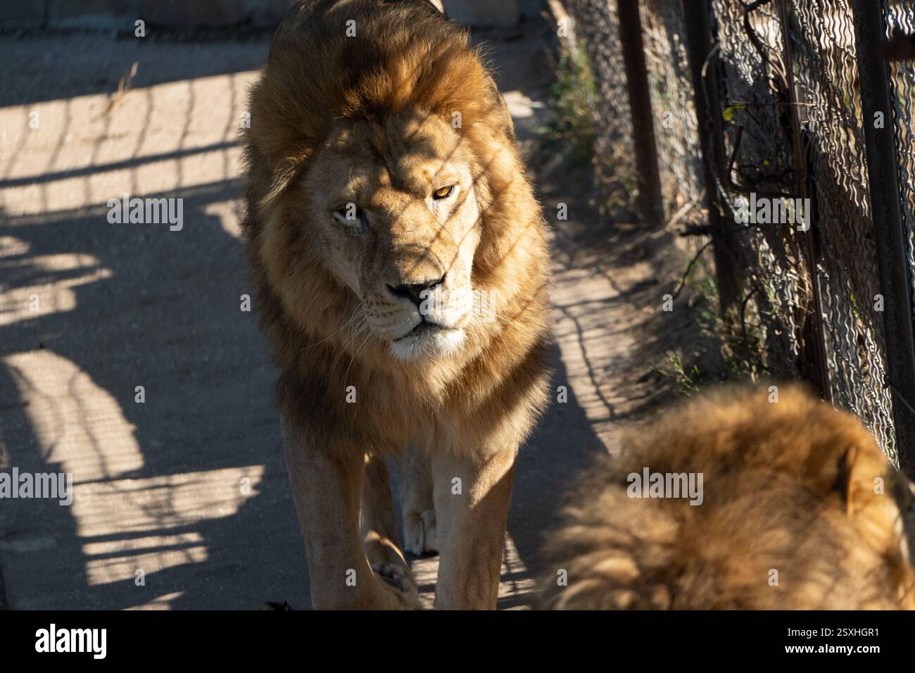 Lion, Enclosure, Zoo - Majestic male lion stands guard in an enclosure ...