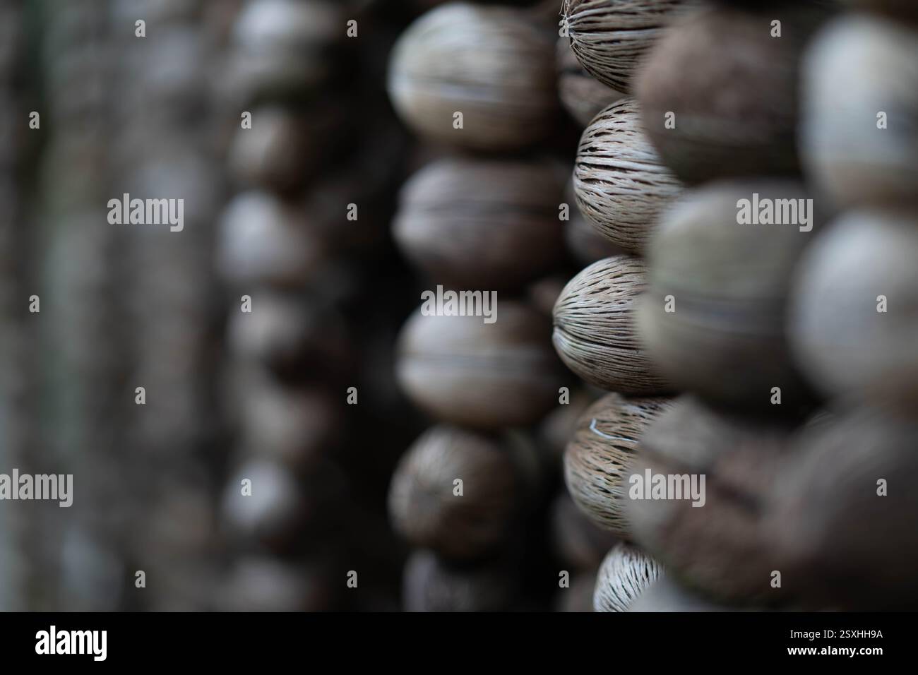 A close-up view reveals the complex arrangement of round Pong pong seed ...