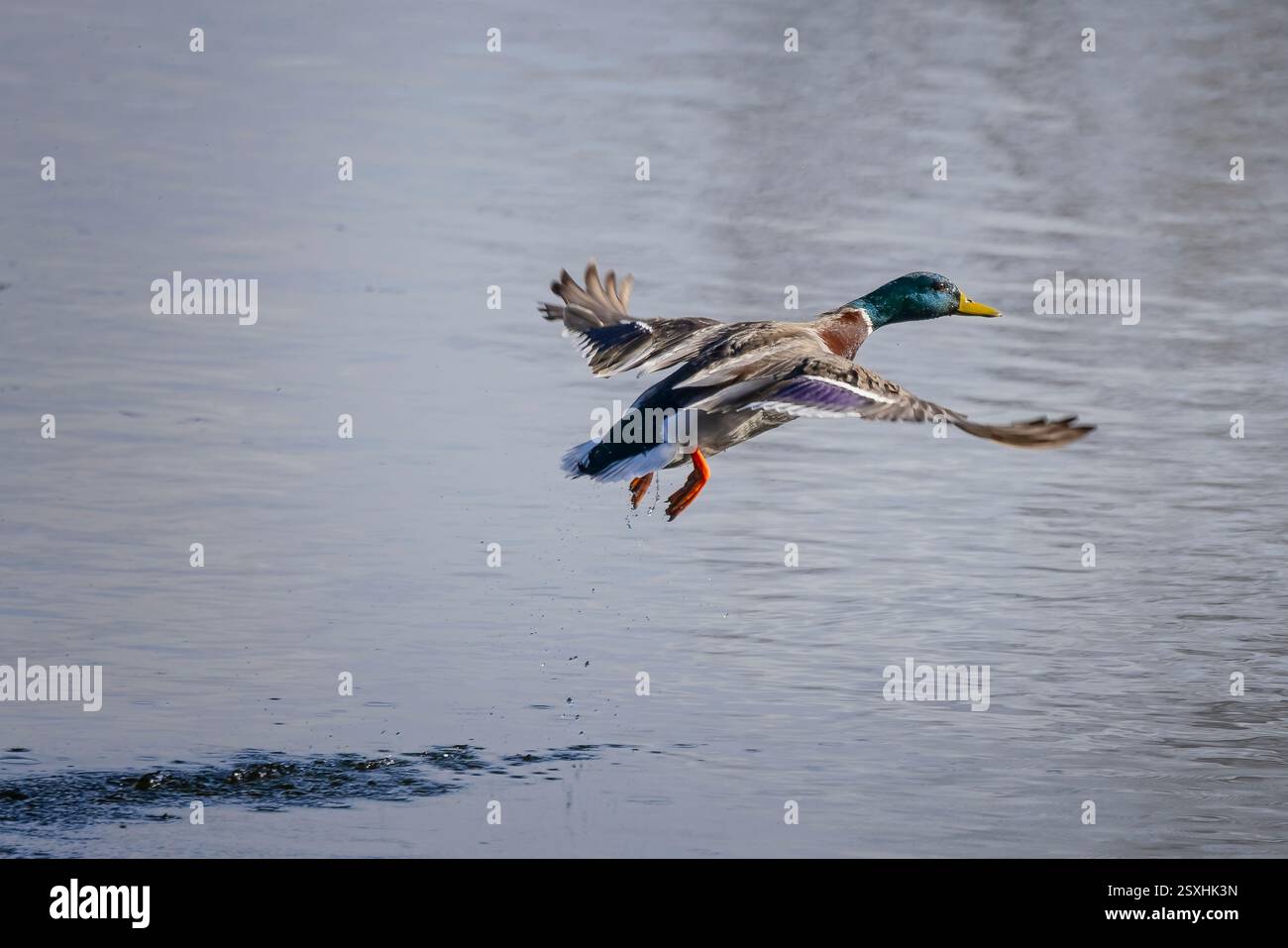 Male Mallard duck taking off from the lake at Langford Lake in ...