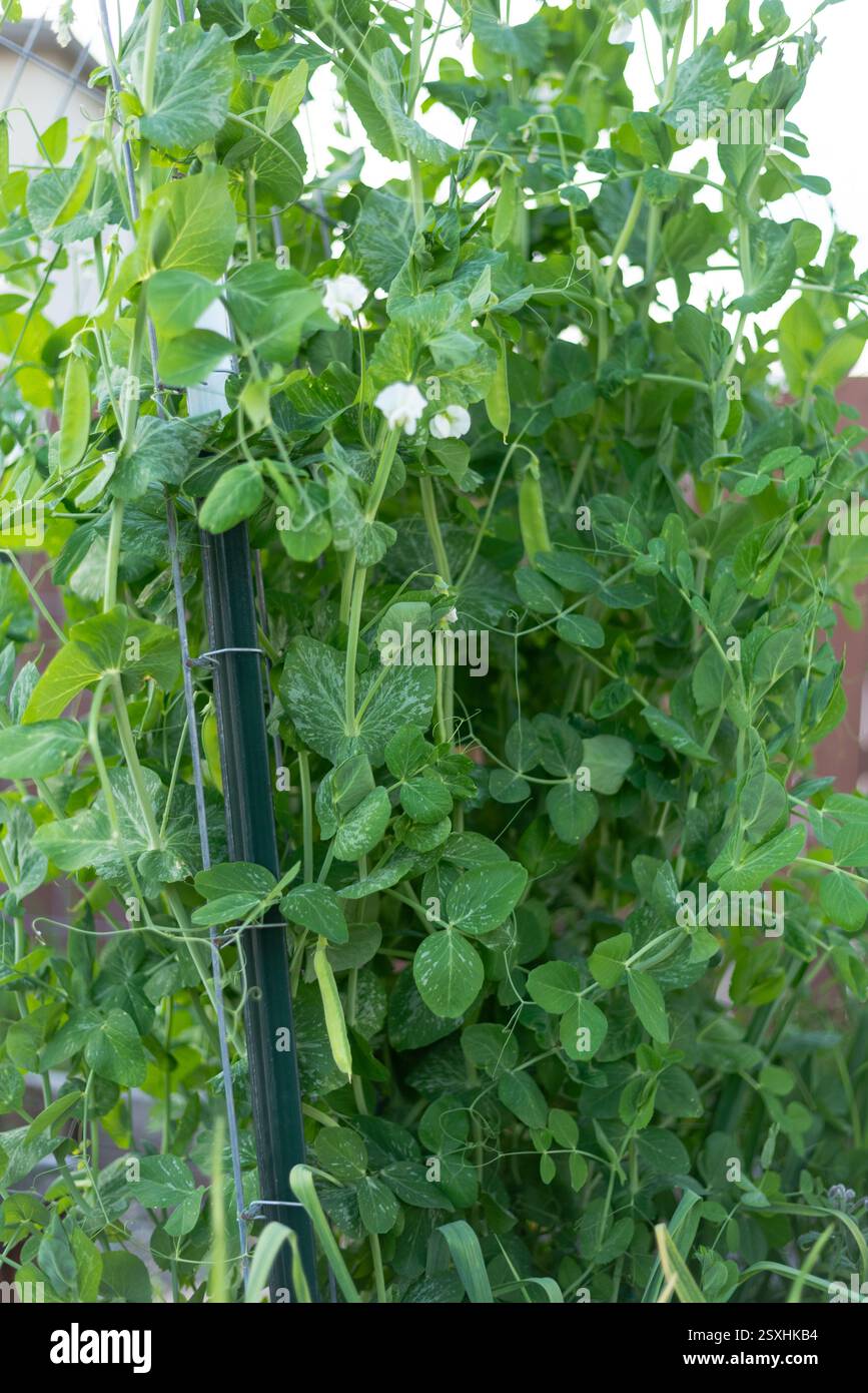 Vibrant Green Pea Plants Growing on a Garden Trellis Stock Photo - Alamy