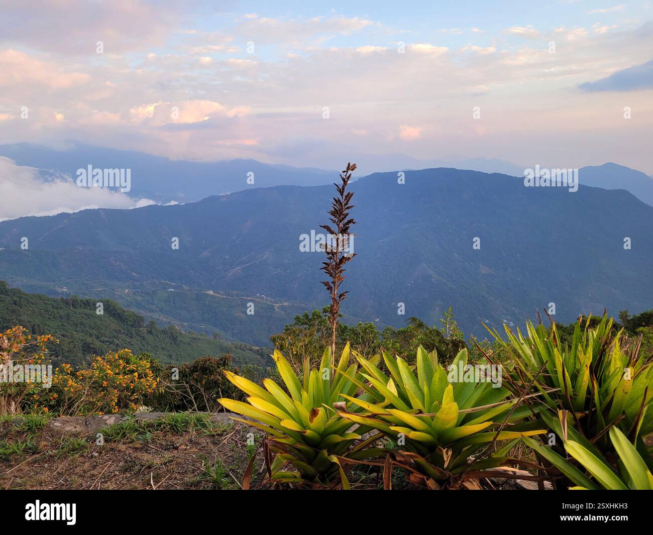 View of bromeliads in Sierra Nevada de Santa Marta, Magdalena ...