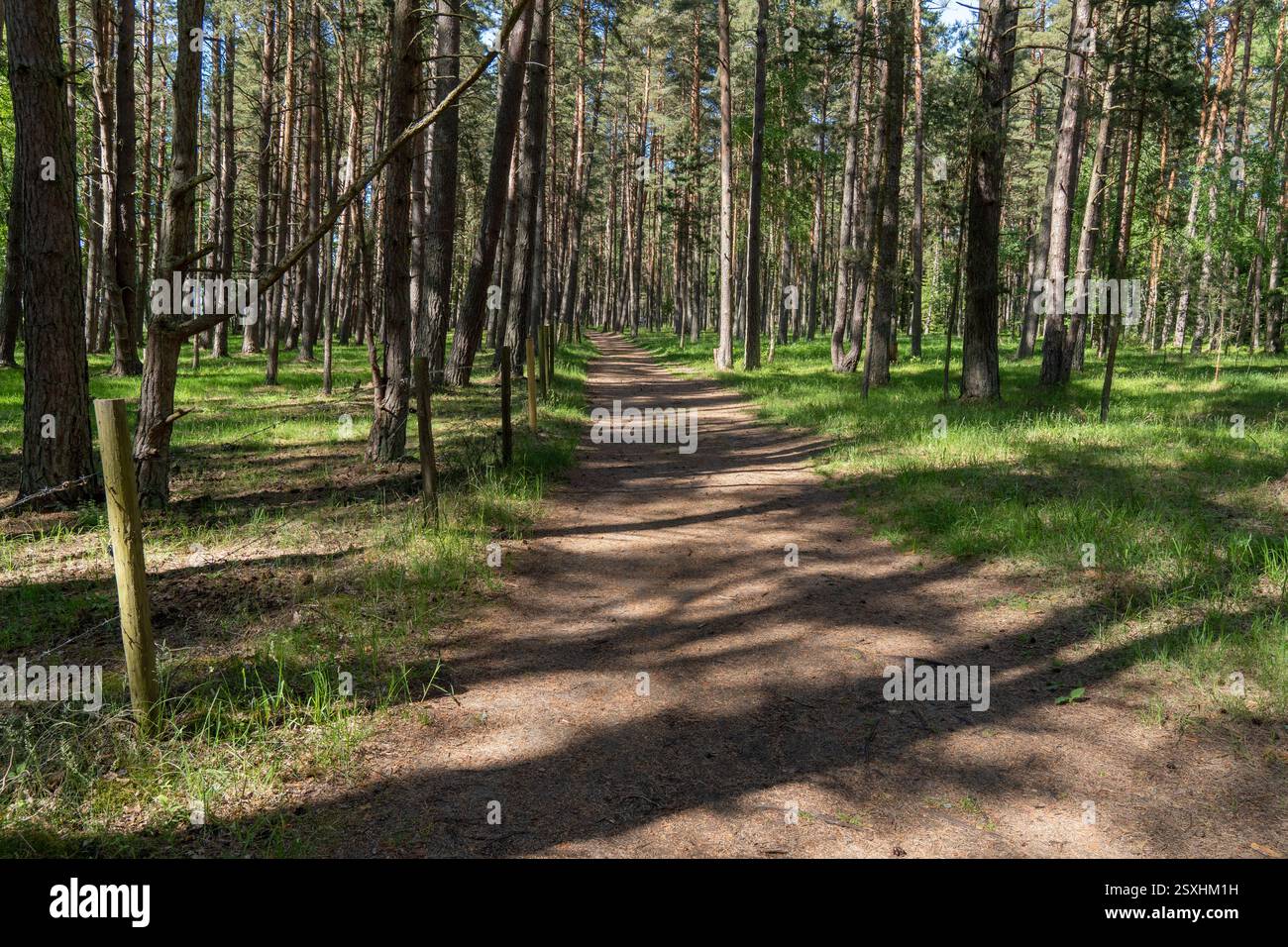 The forest walking path with lights and shadows in Lake Engure Nature ...
