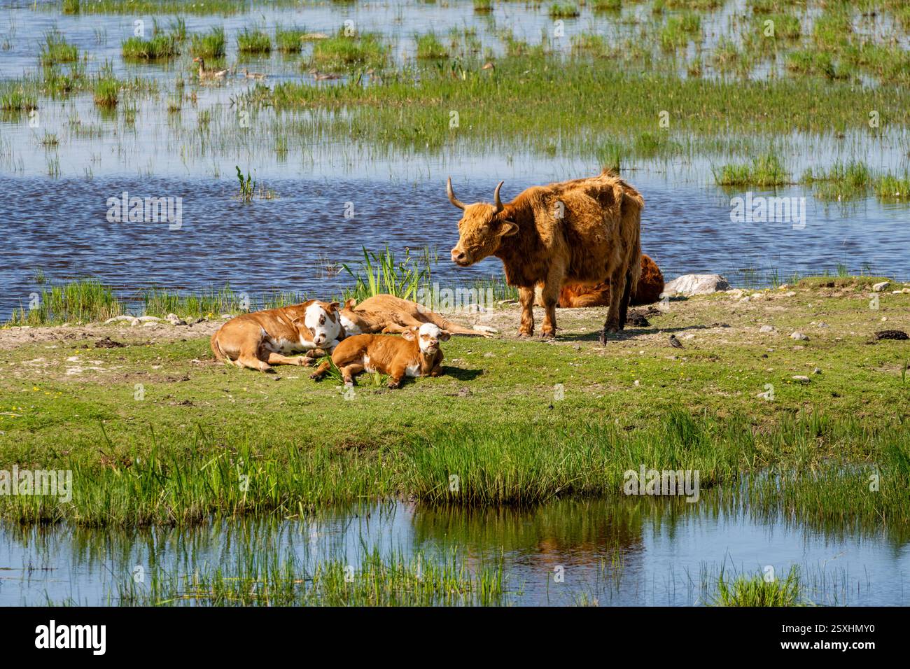 Wild cows with calves from a distance vantage point in Engure Nature ...
