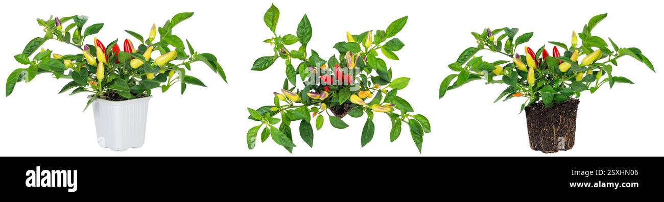 Ripe chili in garden Cut Out Stock Images & Pictures - Alamy