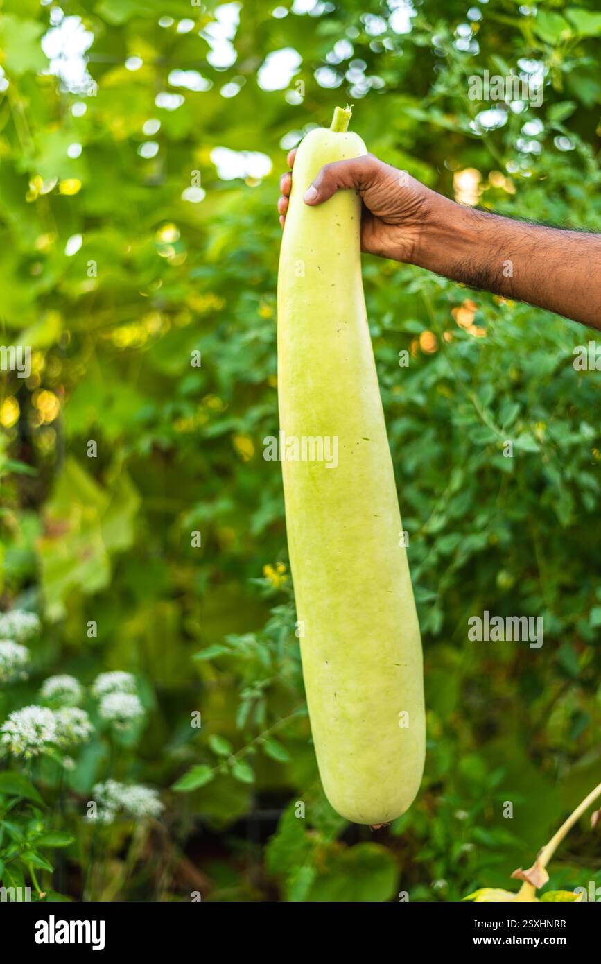 Hand holding the huge bottle gourd in the garden Stock Photo - Alamy