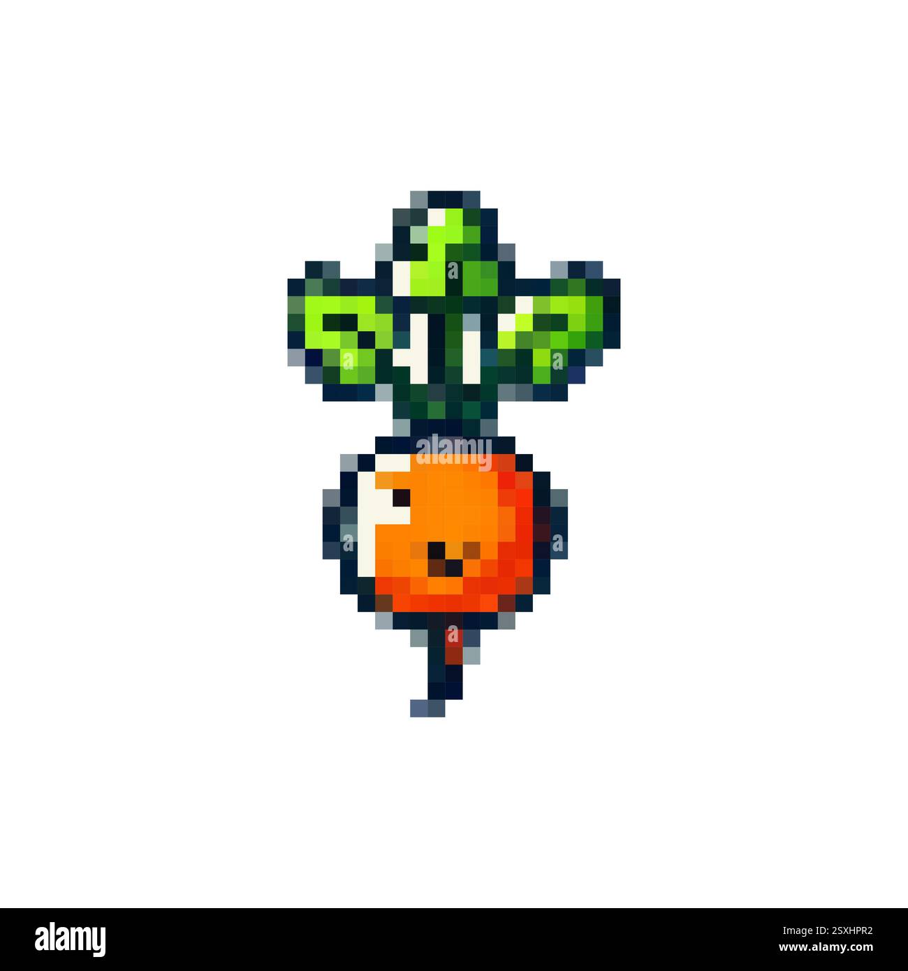 Whole fresh red beet Stock Vector Images - Alamy