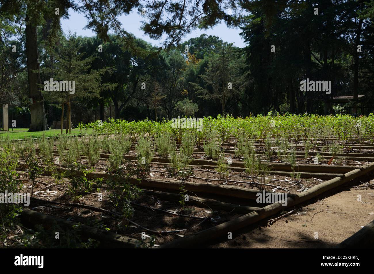 A tree nursery in a public park nurtures young saplings under the ...