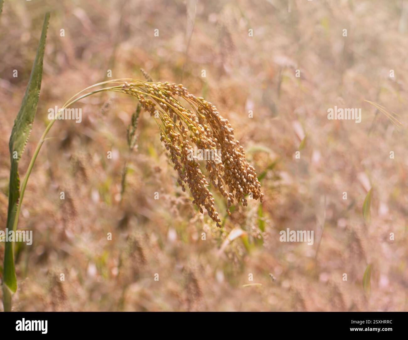 spikelet of ripe millet of golden and yellow color Stock Photo - Alamy