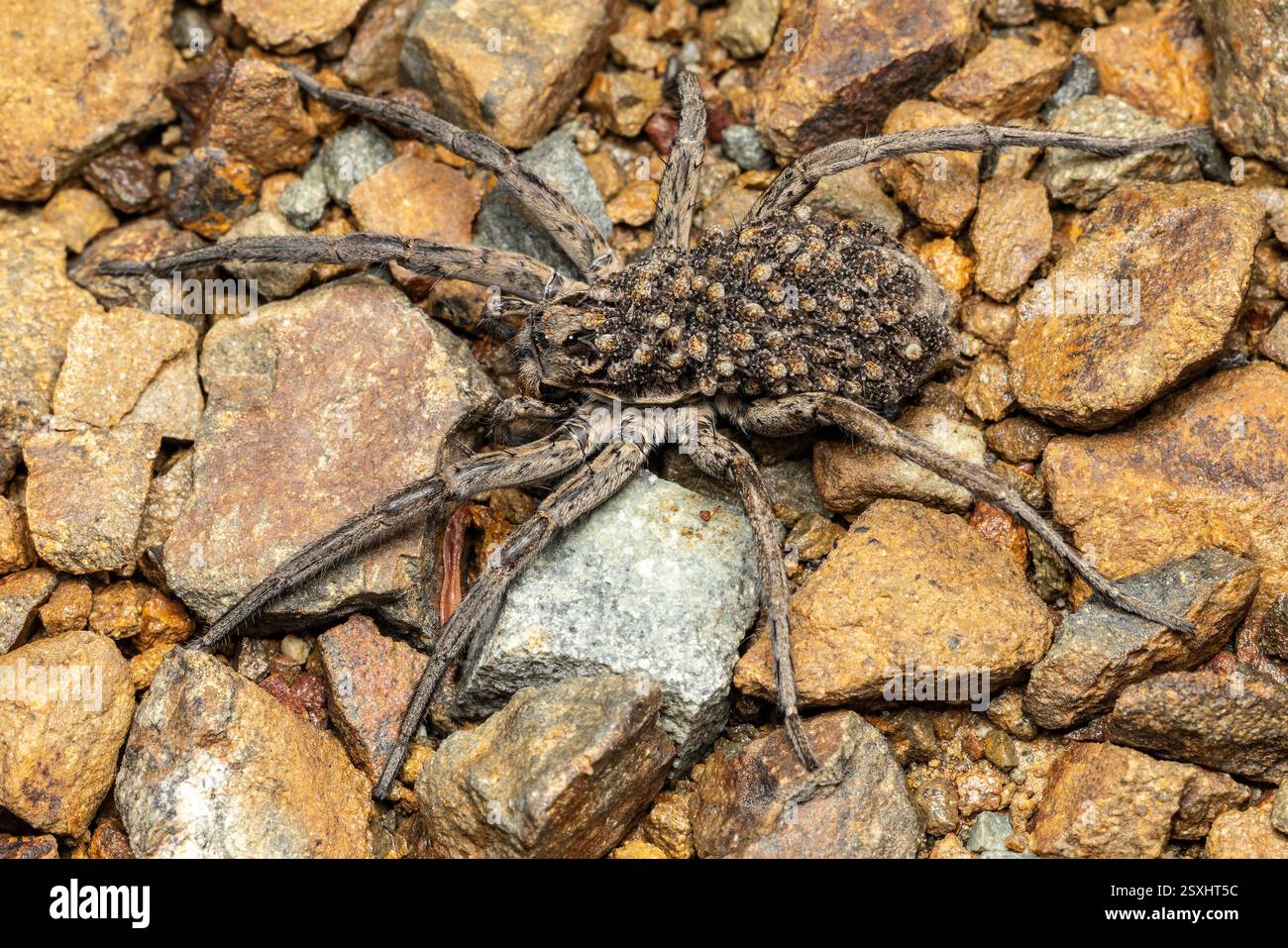 Australian Wolf spider with babies on back Stock Photo - Alamy