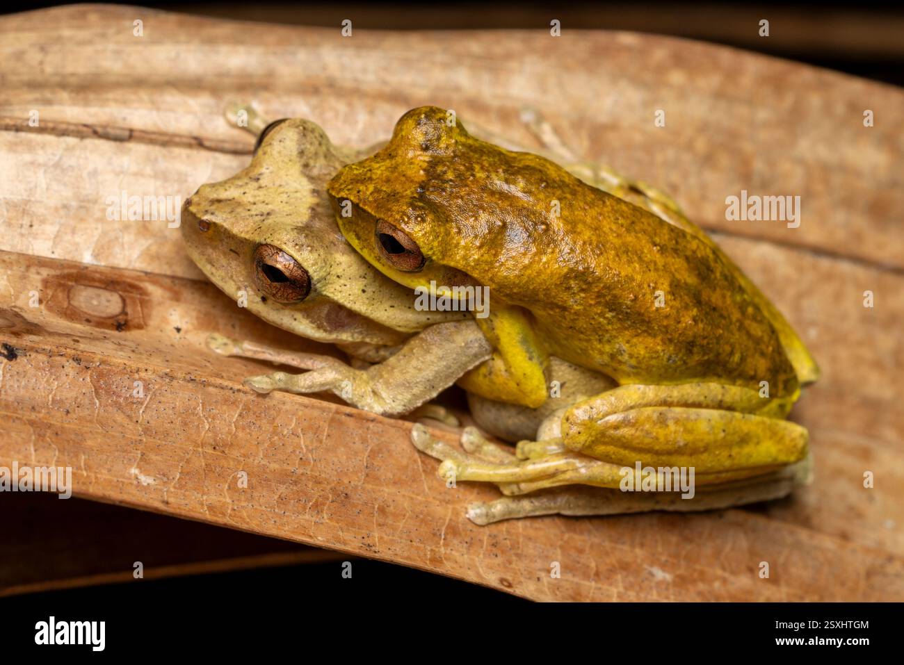 Australian Southern Whirring Tree frogs amplexing Stock Photo - Alamy