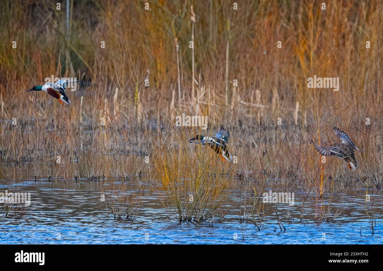Trio of Shoveler ducks coming into land amongst the reed beds at ...
