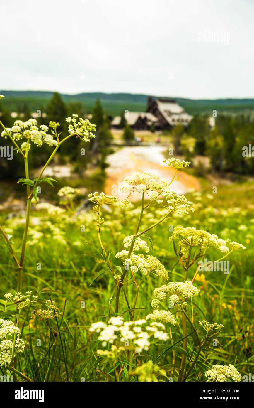 White wildflowers in a meadow with a blurred rustic lodge behind Stock ...
