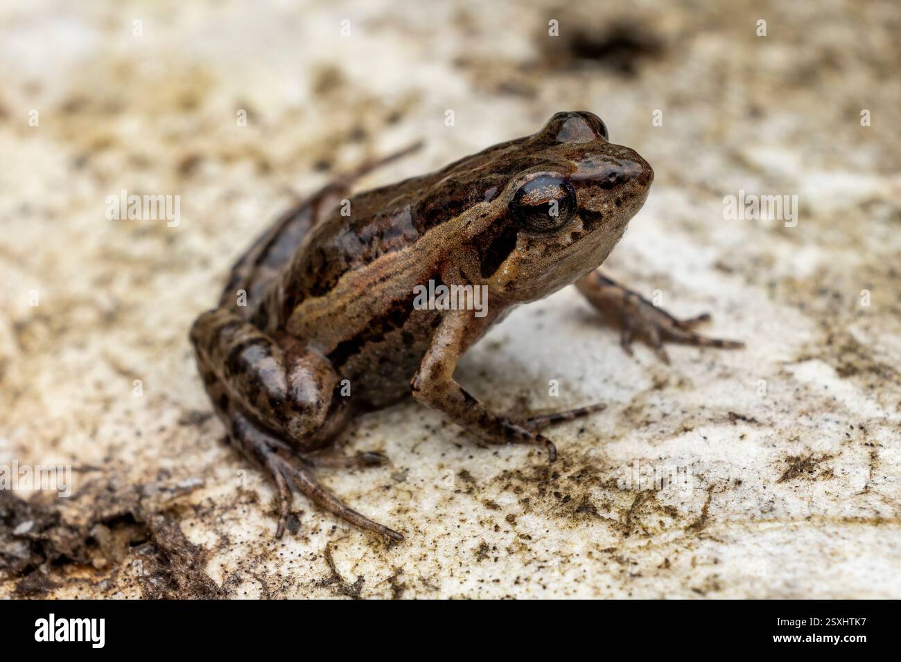 Australian Wallum Froglet on sandy habitat Stock Photo - Alamy