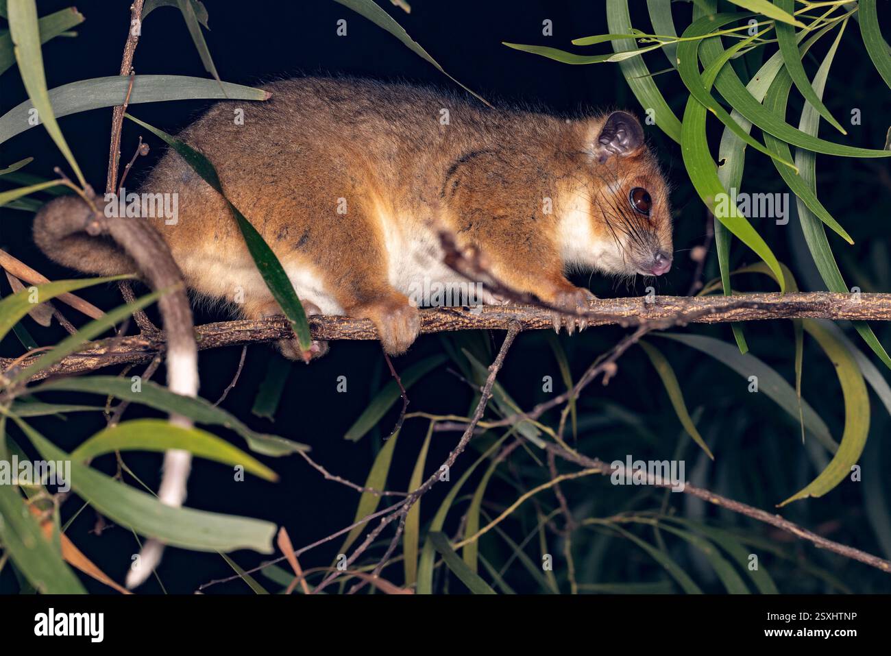 Australian Common Ringtail Possum climbing in tree Stock Photo - Alamy