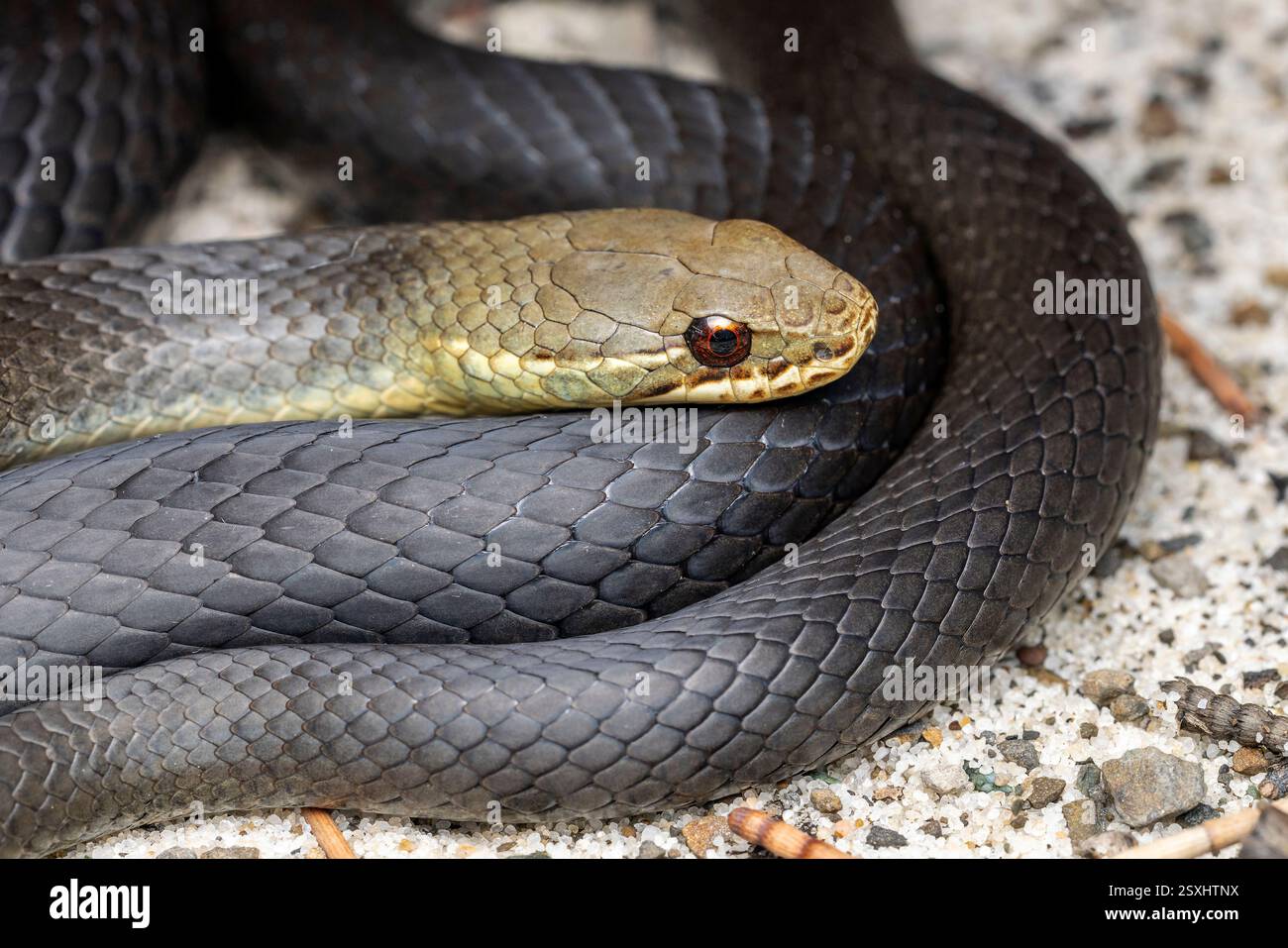 Close up of Australian Swamp Snake Stock Photo - Alamy