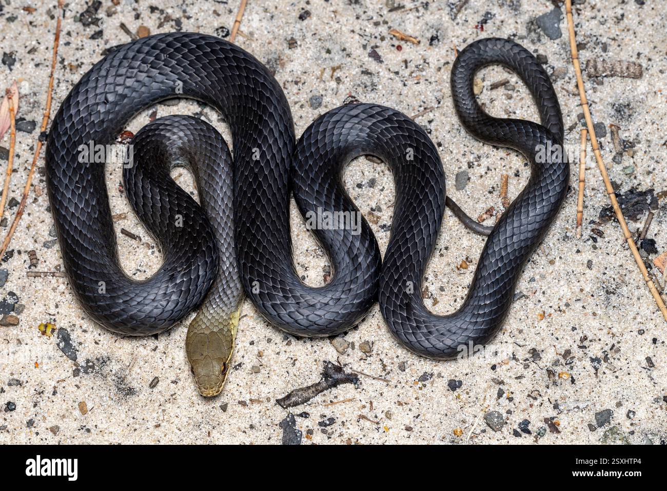 Close up of Australian Swamp Snake Stock Photo - Alamy