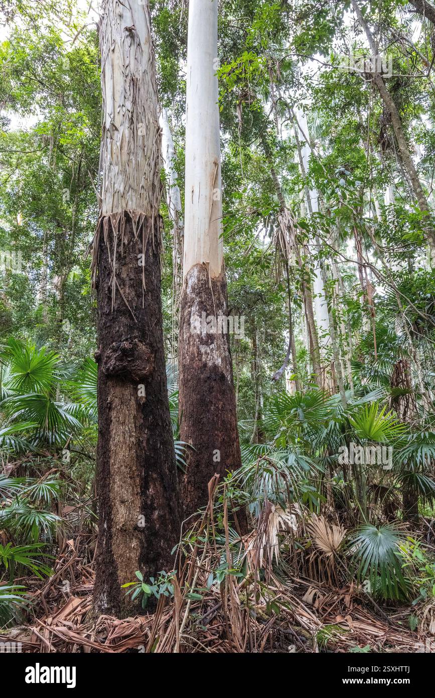 Flooded Gum Trees in East Australian Rainforest Stock Photo - Alamy