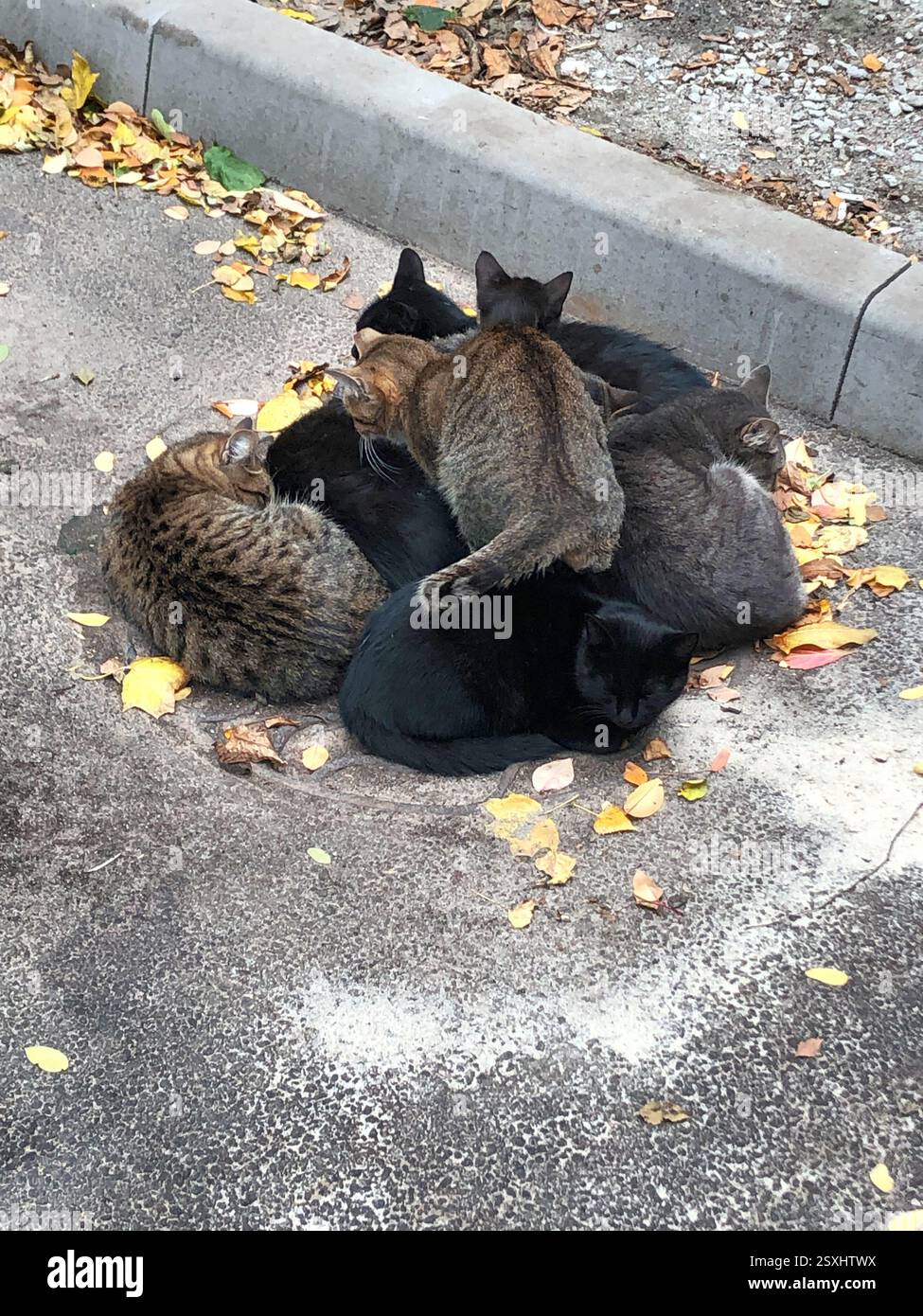 many stray cats trying to warm on hot pipes during winter. homeless ...