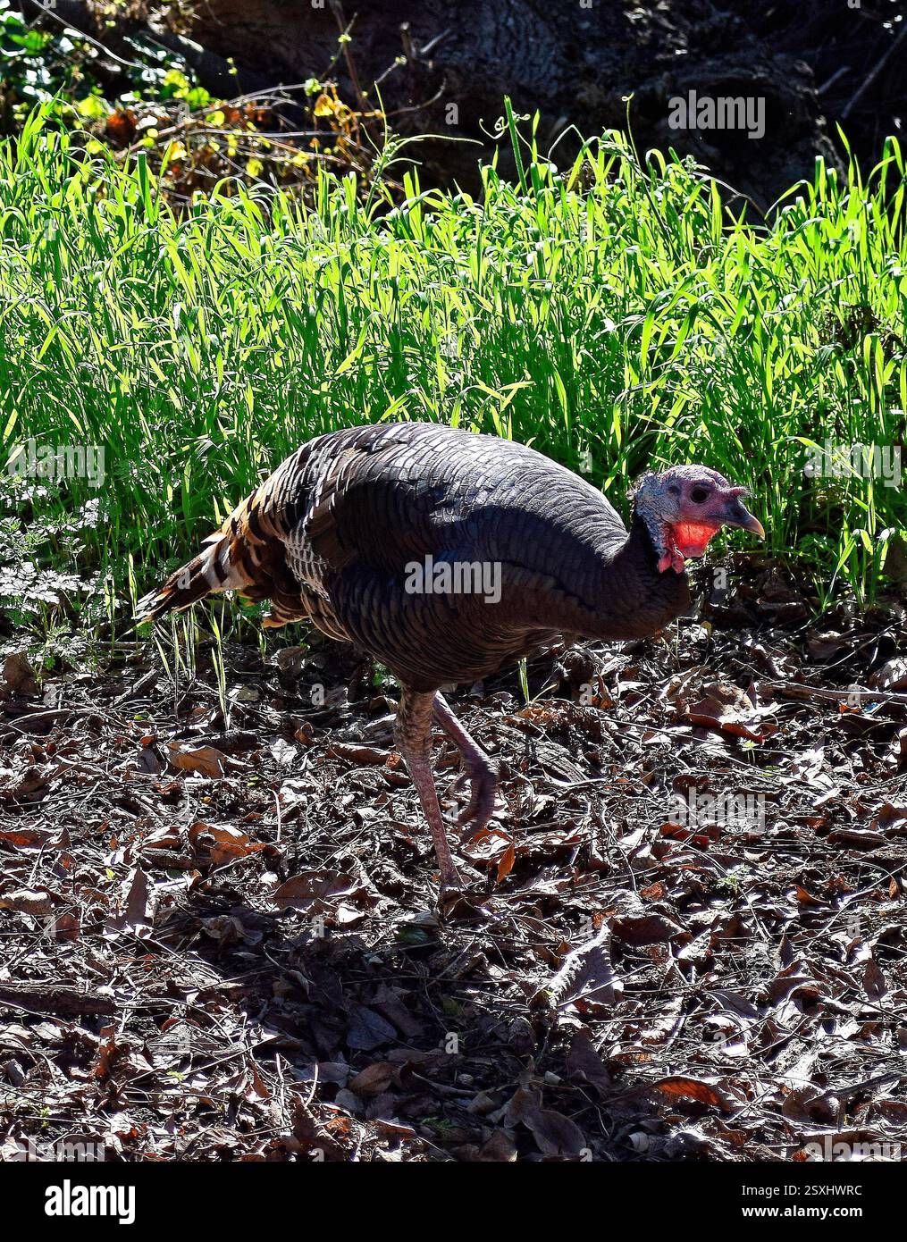 wild turkey in Cann Park, Union City, California Stock Photo - Alamy