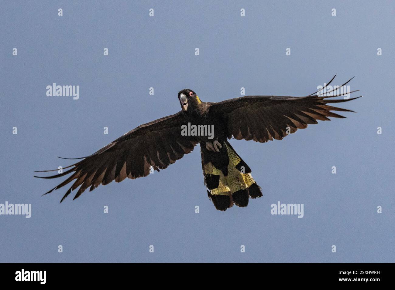 Australian Yellow-tailed Black Cockatoo in flight Stock Photo - Alamy