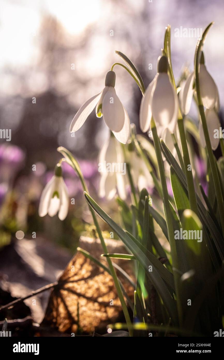 Schneeglöckchen am 24.02.2025 im Sauerland warme Temperaturen und Sonne ...