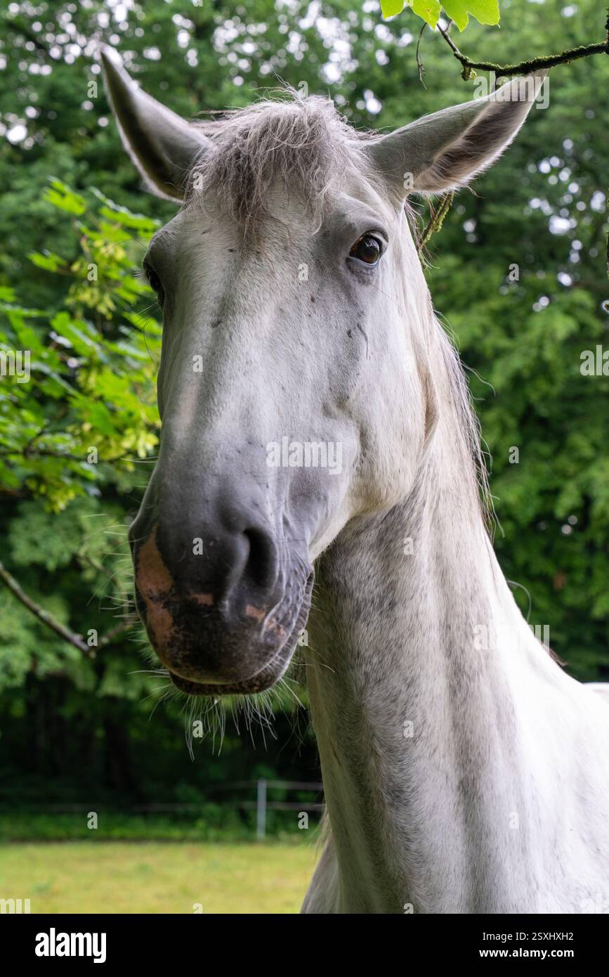 White horse with pinned ears looks straight into camera, capturing moment curiosity and elegance ...