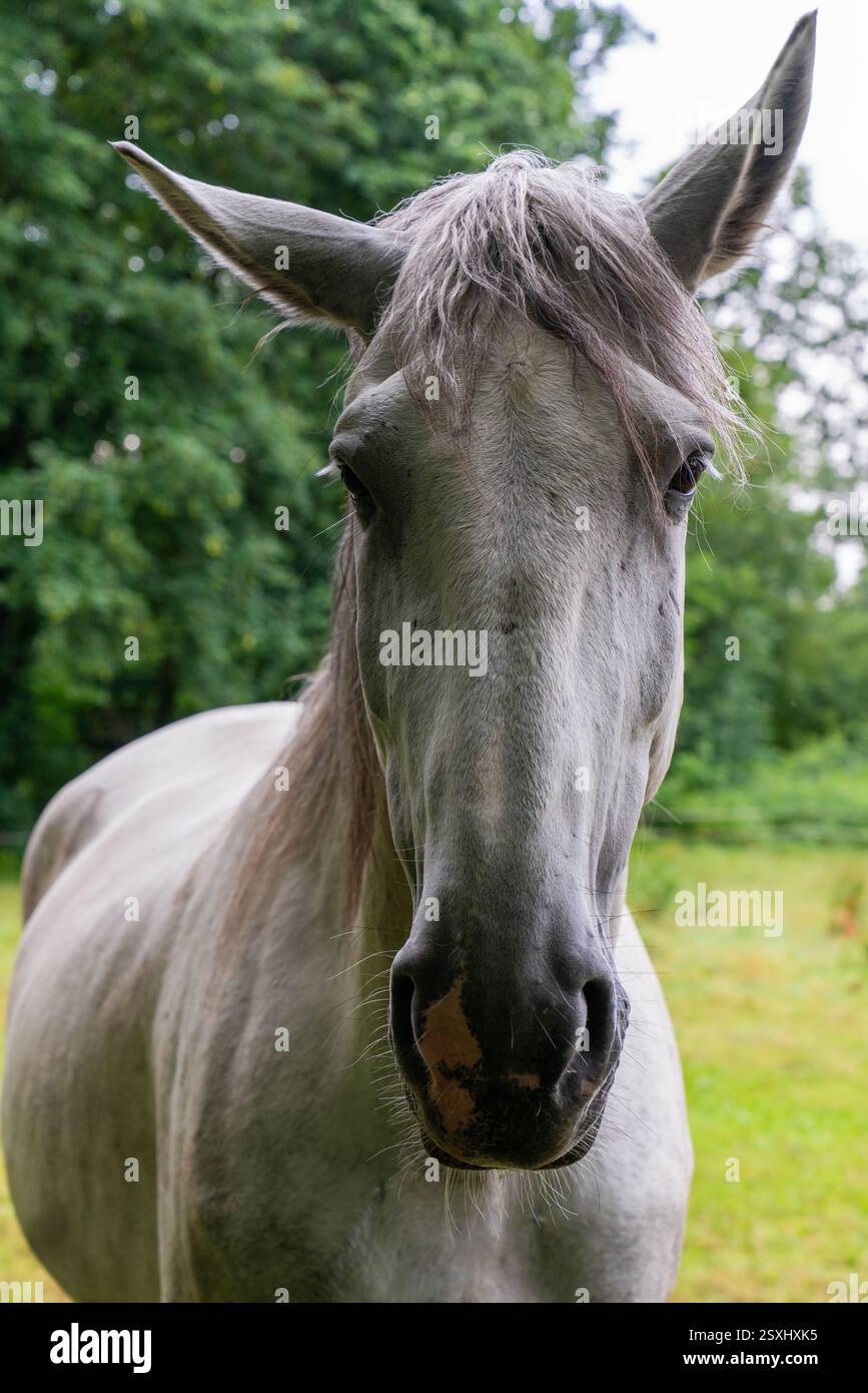 White horse with pinned ears looks straight into camera, capturing ...