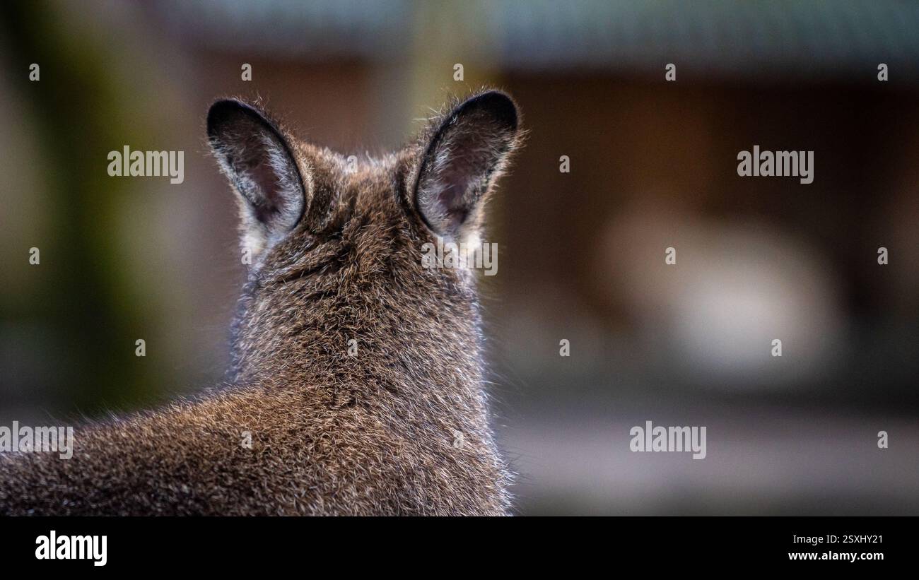 A kangaroo backwards at the camera with its ears back Stock Photo - Alamy