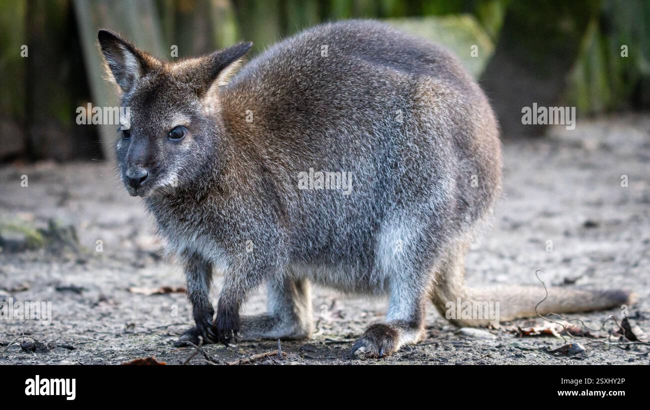 A kangaroo is standing on the ground with its head down Stock Photo - Alamy