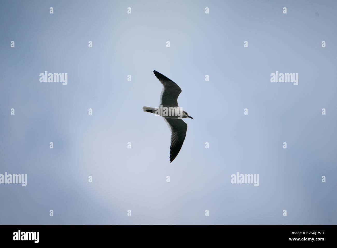 Laughing Gull flying through the sky Stock Photo - Alamy
