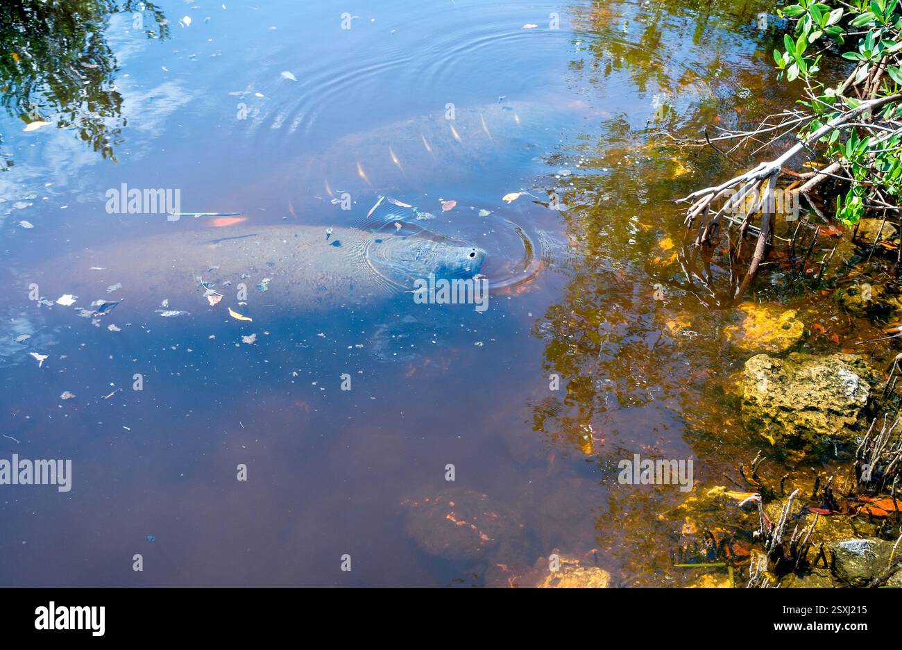 Two Florida Manatees (Trichechus manatus) with scars from a boat strike ...