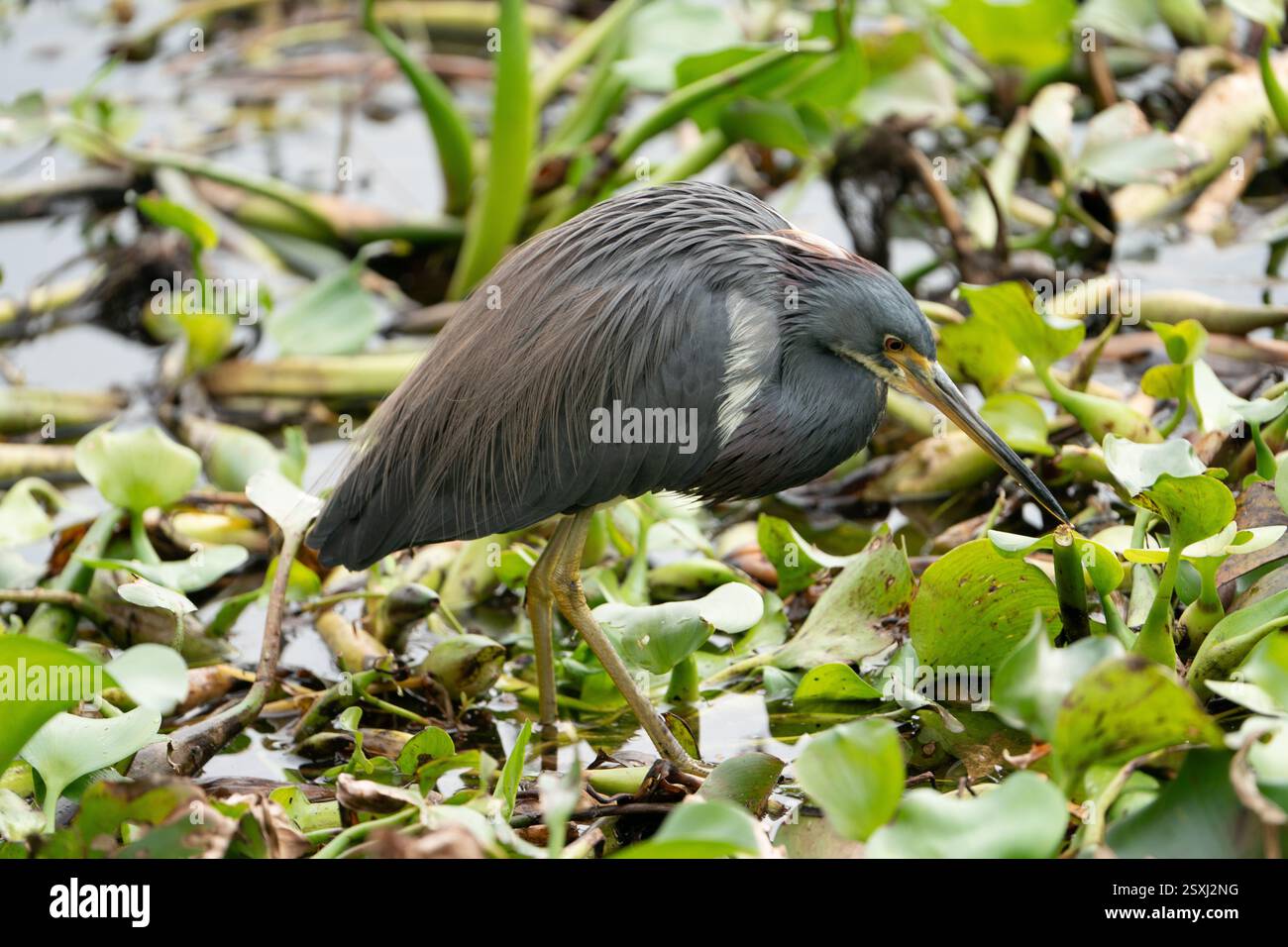 Hunting in coastal marsh hi-res stock photography and images - Alamy