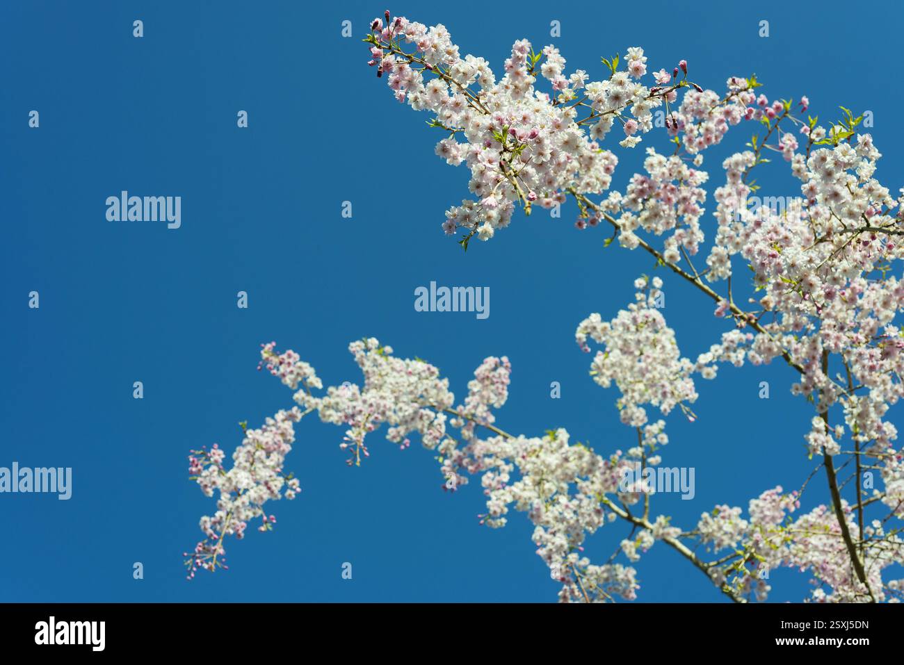 Cherry blossoms in spring Stock Photo - Alamy