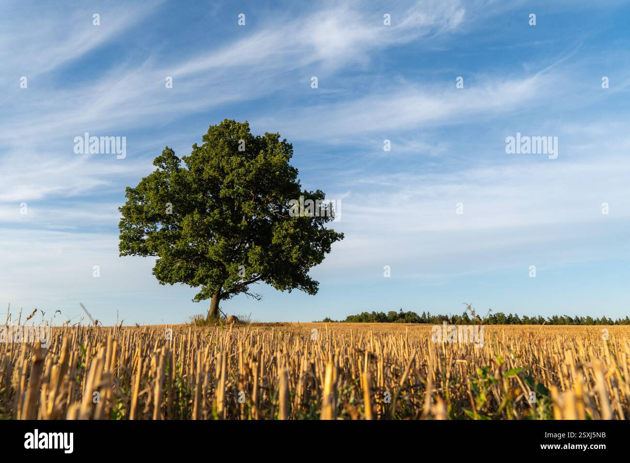 A natural landscape with an oak tree in a harvested cornfield at sunset ...