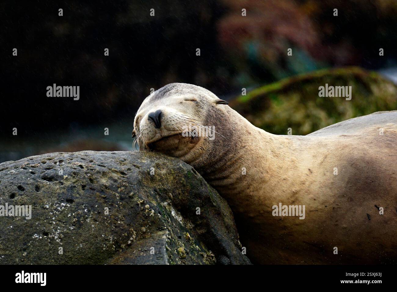 California fur seal hi-res stock photography and images - Alamy