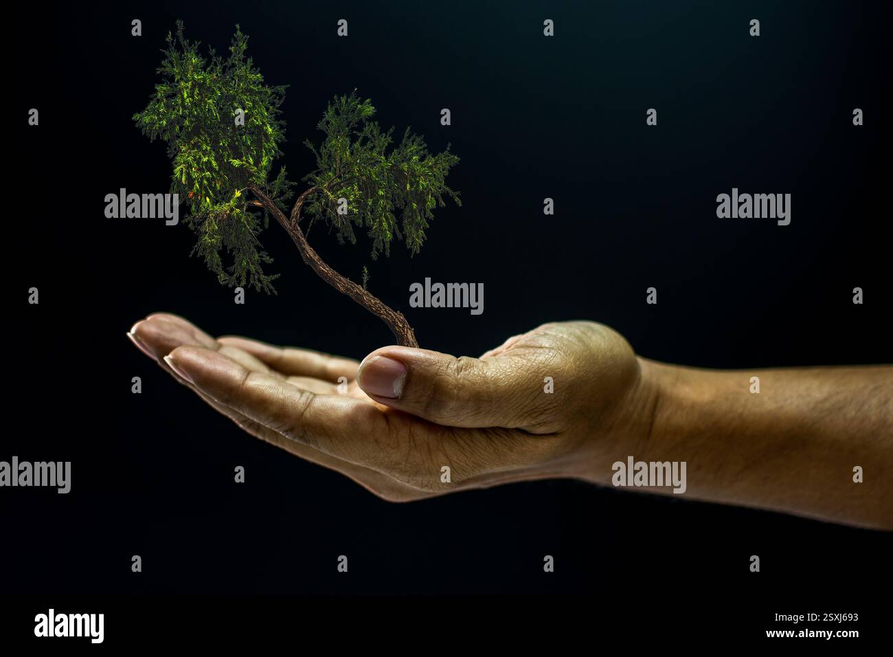 Hand of asia man holding a tree is environment helping giving or beg ...